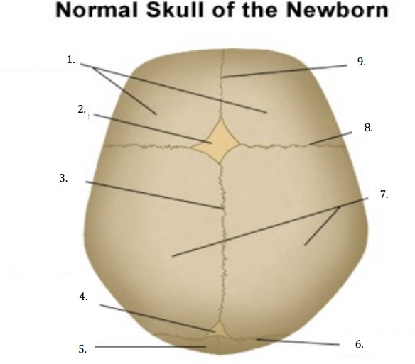 Newborn Skull Shape